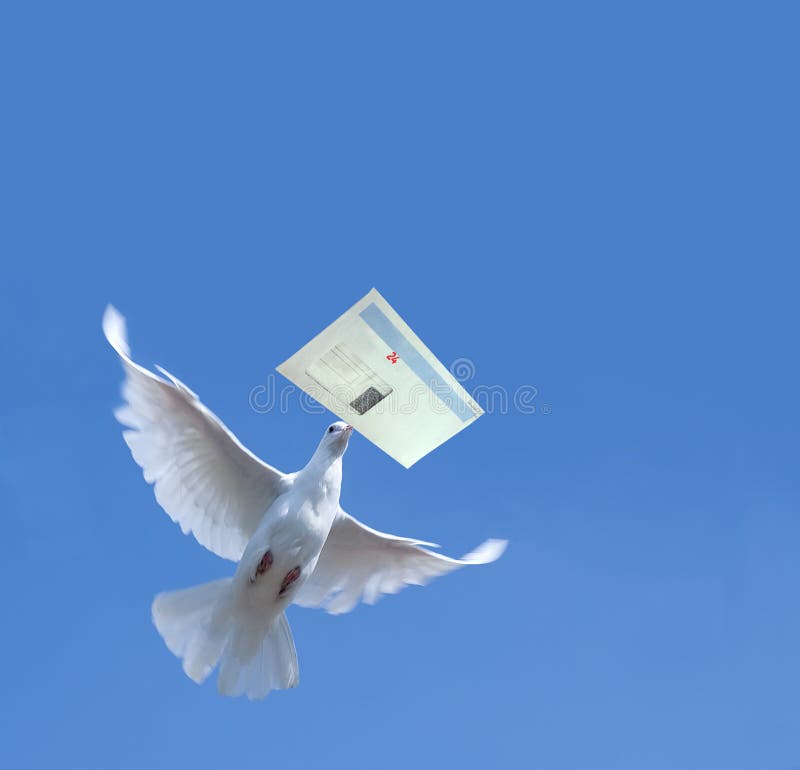 Witte duif stock foto. Image of boodschapper, document - 13362470