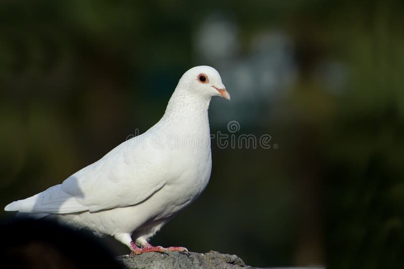 Witte duif in vrije vlucht stock foto. Image of vlieg - 17570676