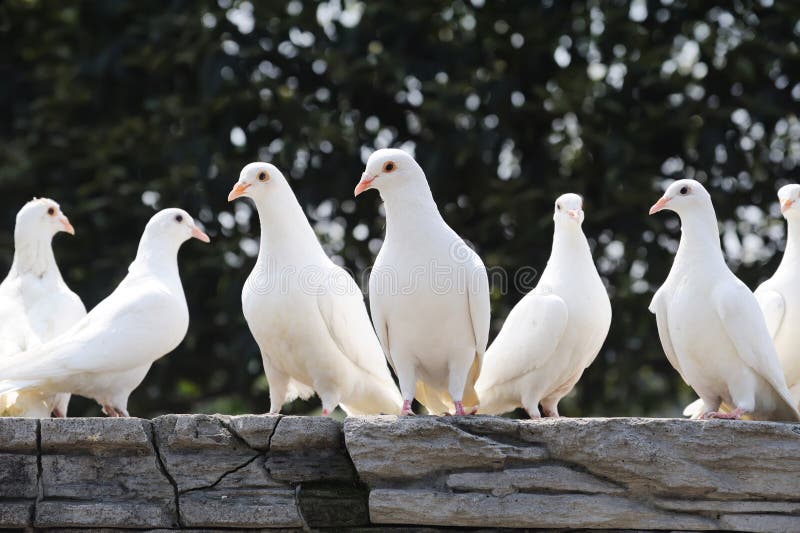 Witte duif stock foto. Image of hoop, vrijheid, liefde - 19097918