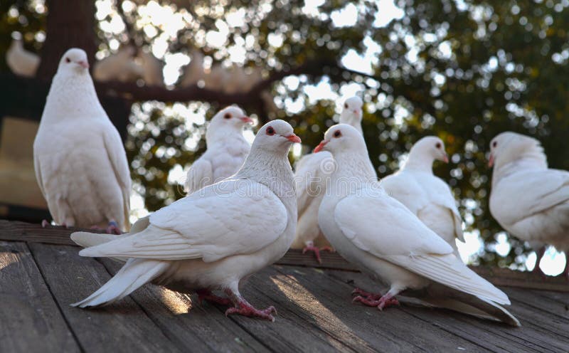 Witte duif stock afbeelding. Image of hoog, duif, vliegen - 19800709