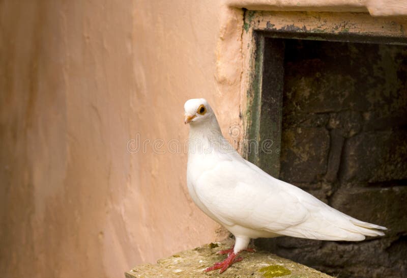 Witte Duif Een Symbool Van Vrede En Zuiverheid Stock Afbeelding ...