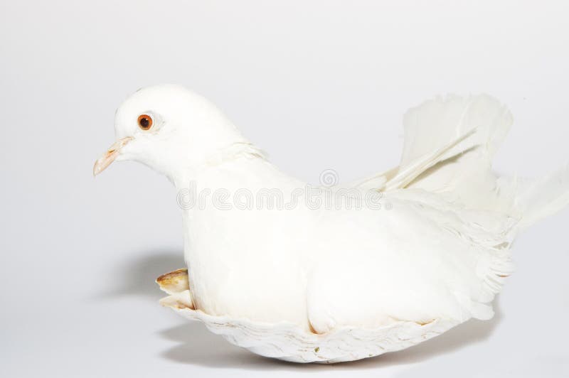 Witte duif stock foto. Image of uitziend, achtergrond - 2674290