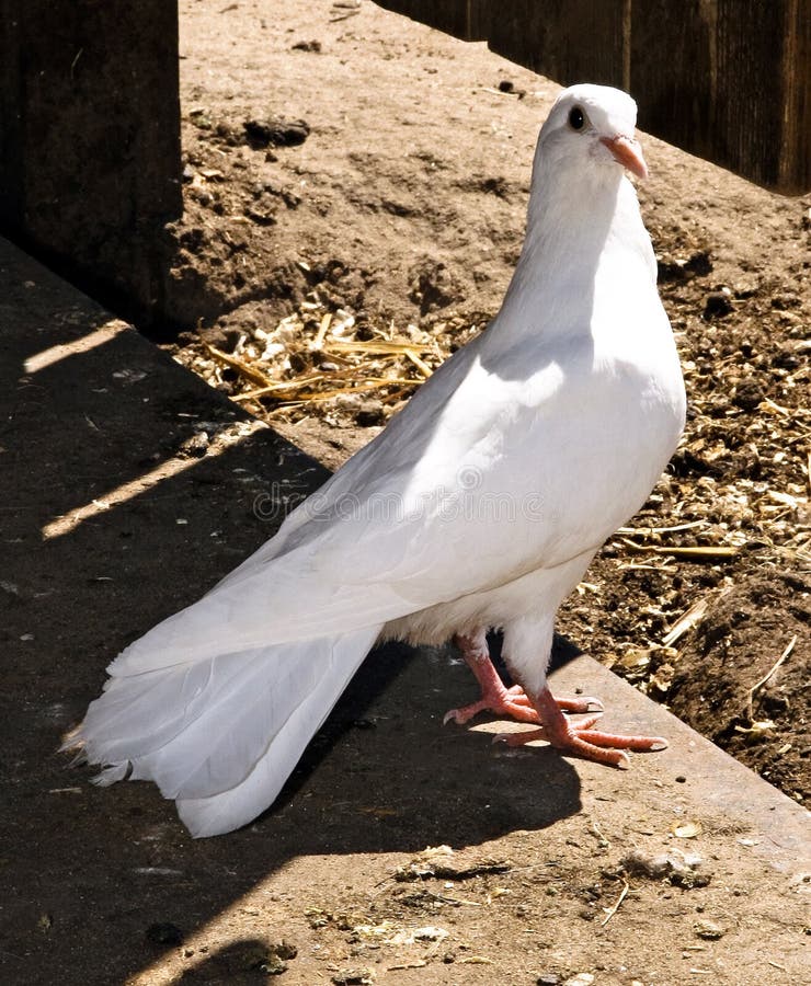 Witte duif stock foto. Afbeelding bestaande uit vrede - 1206850