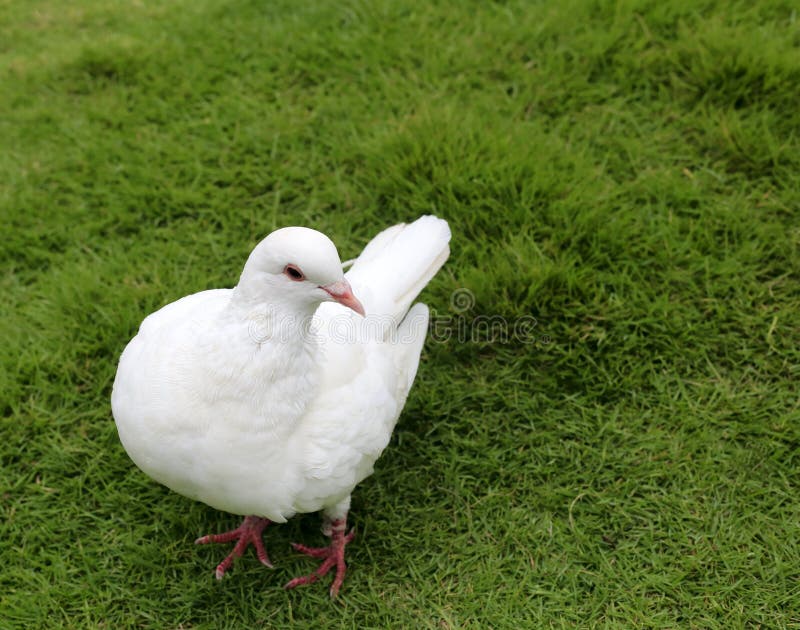 Witte duif stock foto. Image of kijken, fauna, verblijf - 33969246