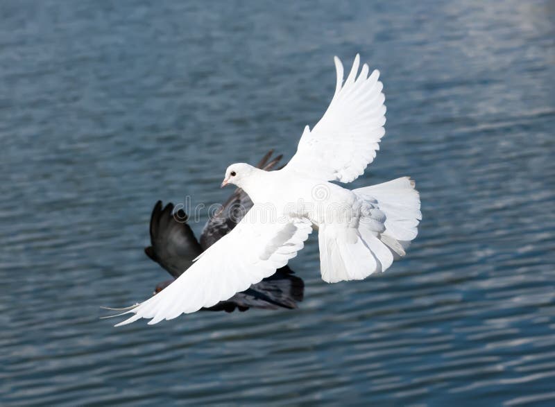 Witte duif stock foto. Image of vrij, vlucht, elegantie - 36010494