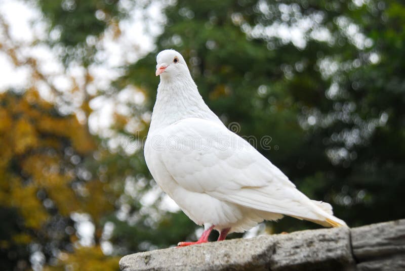 Witte duif stock afbeelding. Image of achtergrond, kerk - 37614073