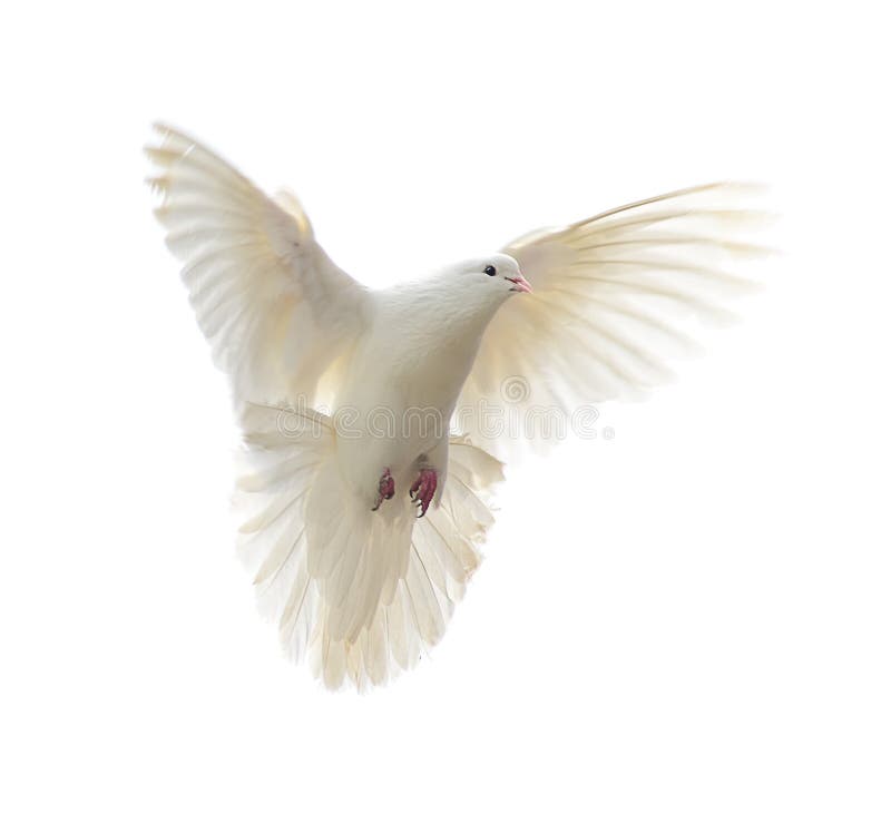 Witte duif stock afbeelding. Afbeelding bestaande uit veer - 41082277