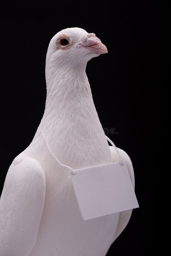 Witte Duif stock foto. Image of kaart, partij, katholiek - 48398778