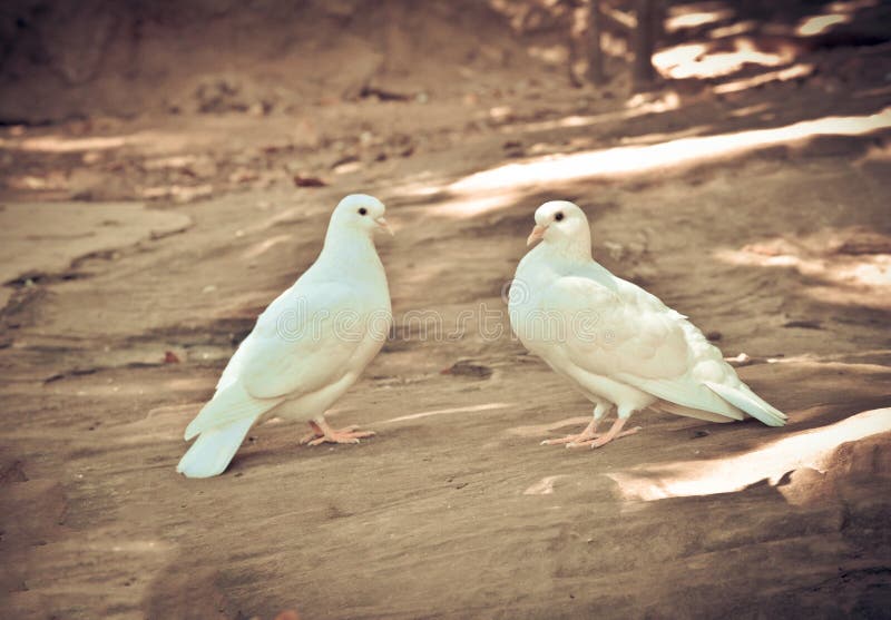 Witte Duif Tijdens De Vlucht 2 Stock Afbeelding - Afbeelding bestaande ...
