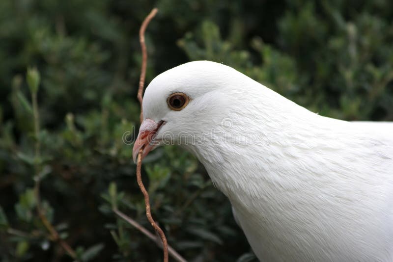 Witte duif stock afbeelding. Image of hoop, vogel, zuiver - 6959569