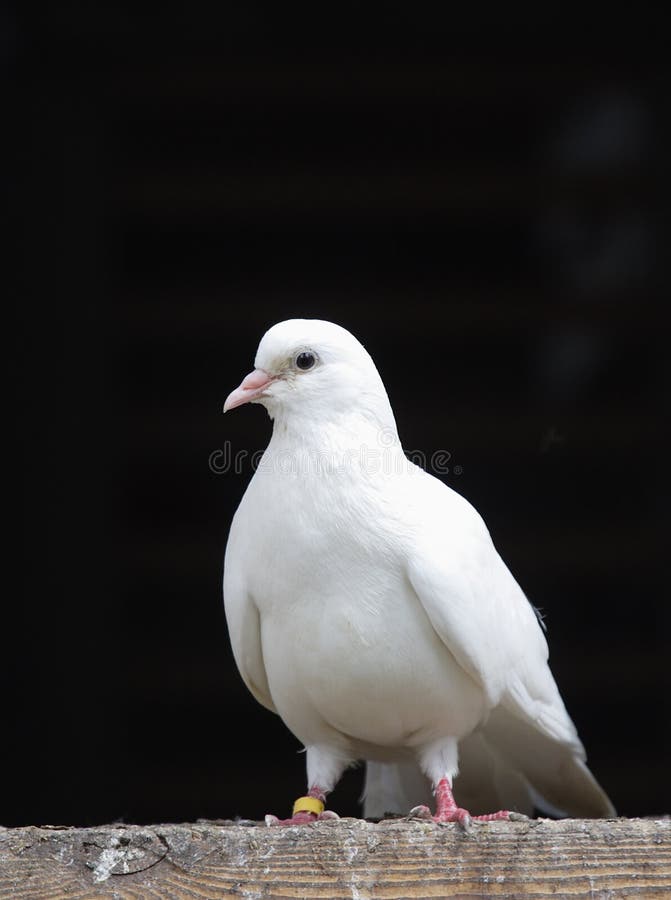 Witte duif stock afbeelding. Image of vleugel, schoonheid - 8396611