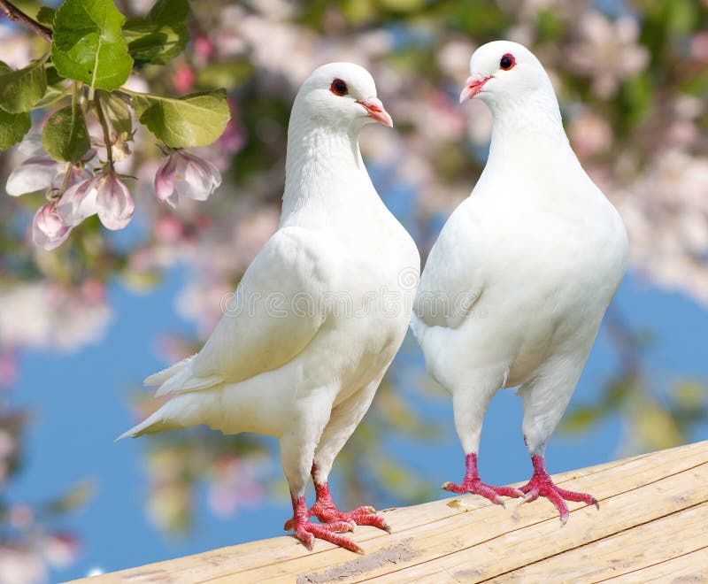 Witte Duif Twee Op Bloeiende Achtergrond Stock Foto - Image of ...
