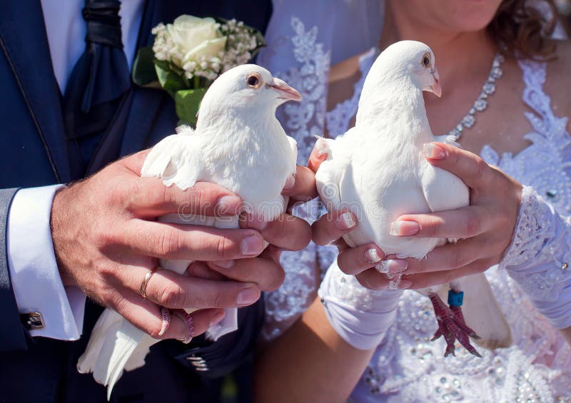 Twee Witte Duiven Op Toppositie Met Bloeiende Lilac Boom Stock ...