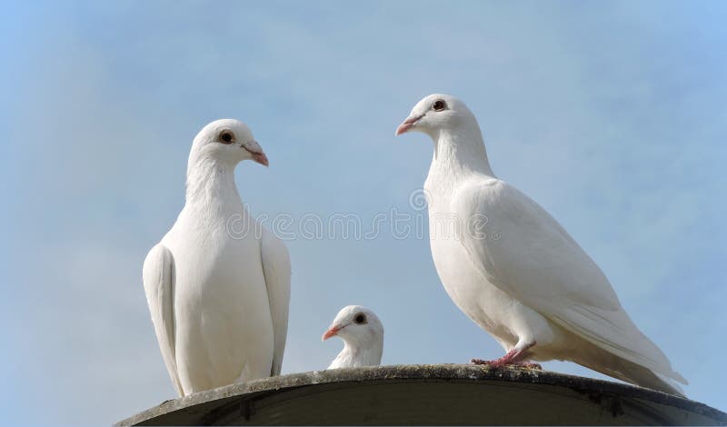 Drie witte duiven stock foto. Afbeelding bestaande uit wapens - 20143344