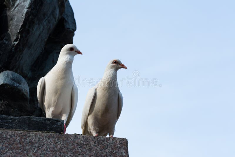 Witte Duiven In De Stad Duiven Op Draden Tegen De Blauwe Hemel Stock ...