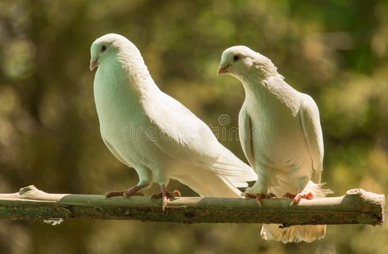 Witte Decoratieve Duiven Met Een Mooie Weelderige Staart Stock Foto ...