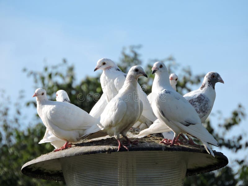De Witte Duiven Van De Groep In De Hemel Stock Foto - Afbeelding ...