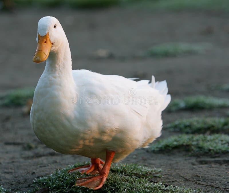 Witte Eend stock afbeelding. Image of wild, gevederte - 1208169