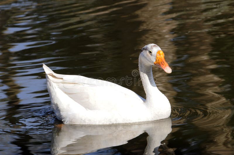 Witte eend stock foto. Image of nave, vogel, fauna, kijk - 12462230