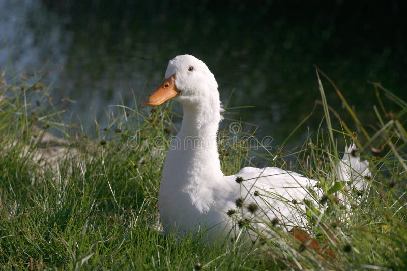 Witte eend stock foto. Image of buiten, sinaasappel, veer - 15699246