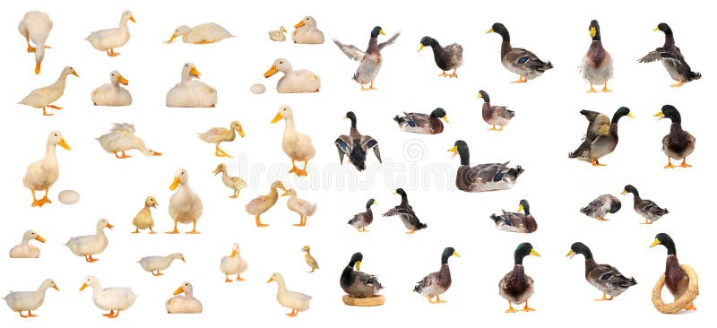 Witte eend stock foto. Image of wijfje, mannetje, geïsoleerd - 17155162