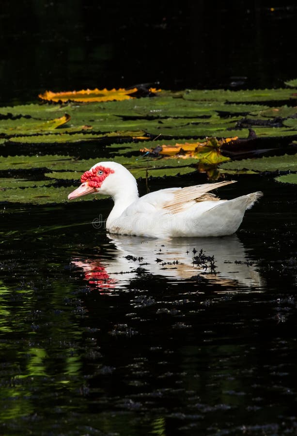 Witte Eend stock foto. Image of gevogelte, landschap - 45415748