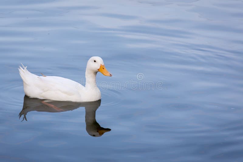 Witte eend stock afbeelding. Image of schoonheid, watervogels - 146812445