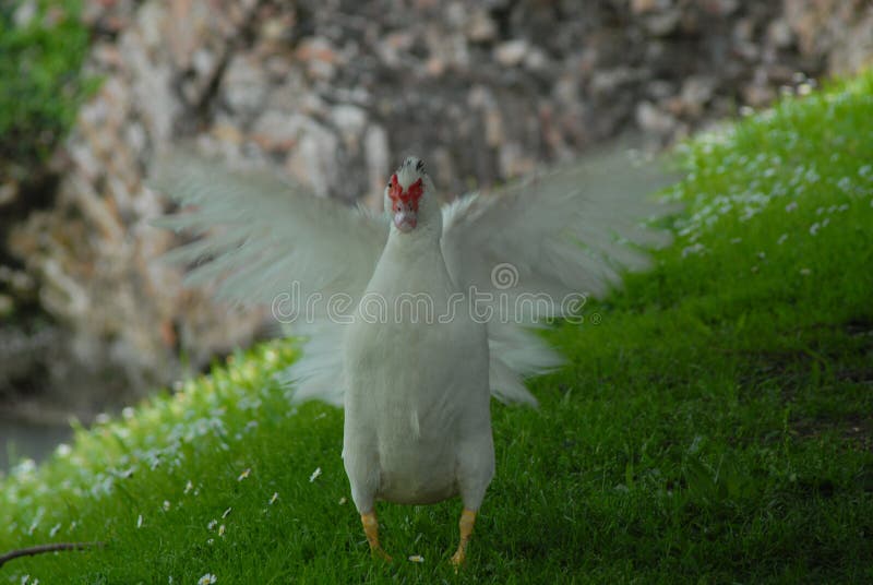 Witte Eend Met Open Vleugels Stock Afbeelding - Image of veer ...