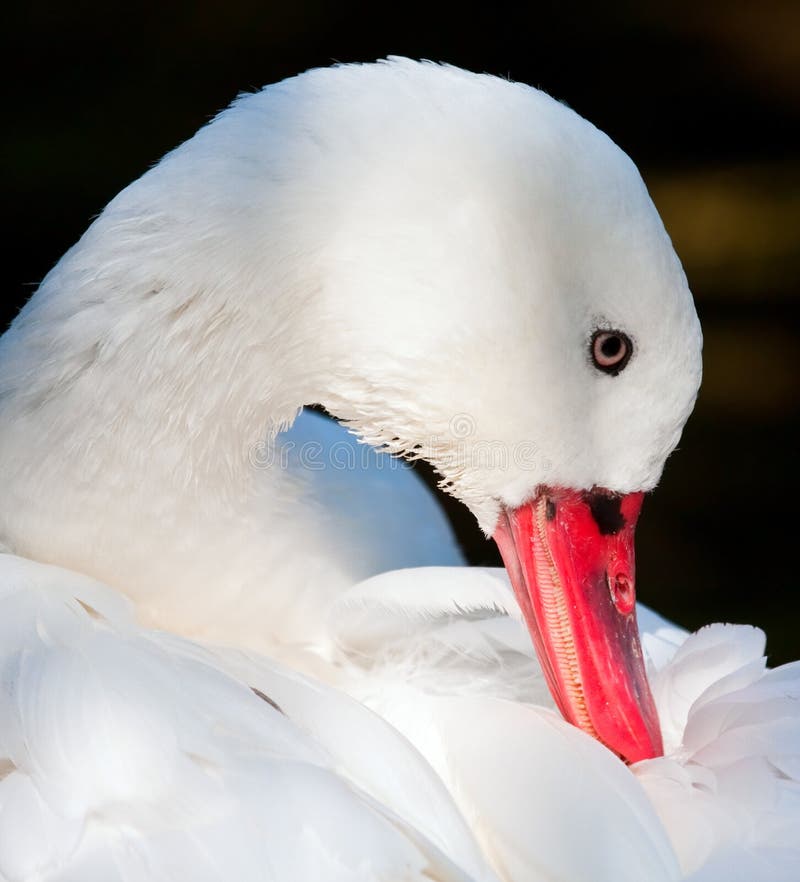 Witte Eend Met Rode Rekening Stock Afbeelding - Image of veren ...
