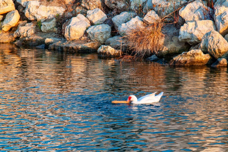 Witte eend met rode snavel stock foto. Image of muscovy - 167331794