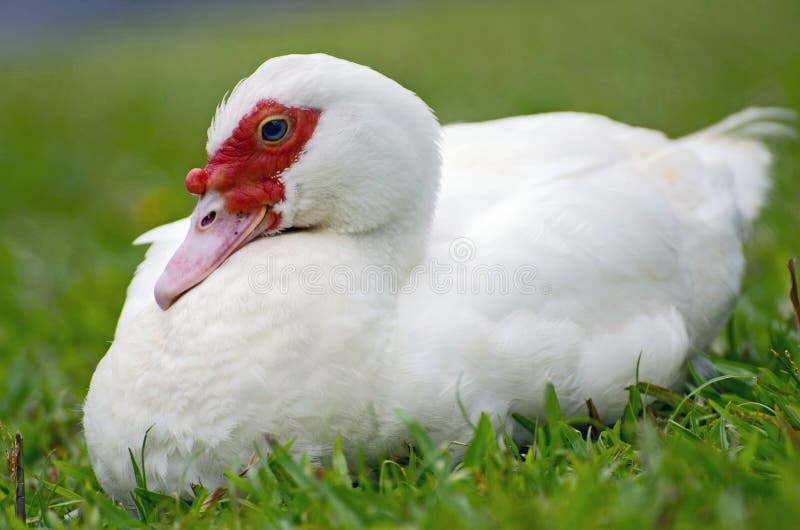 Witte Muscovy Eend Met Rood Gezicht Stock Foto - Image of zitting ...