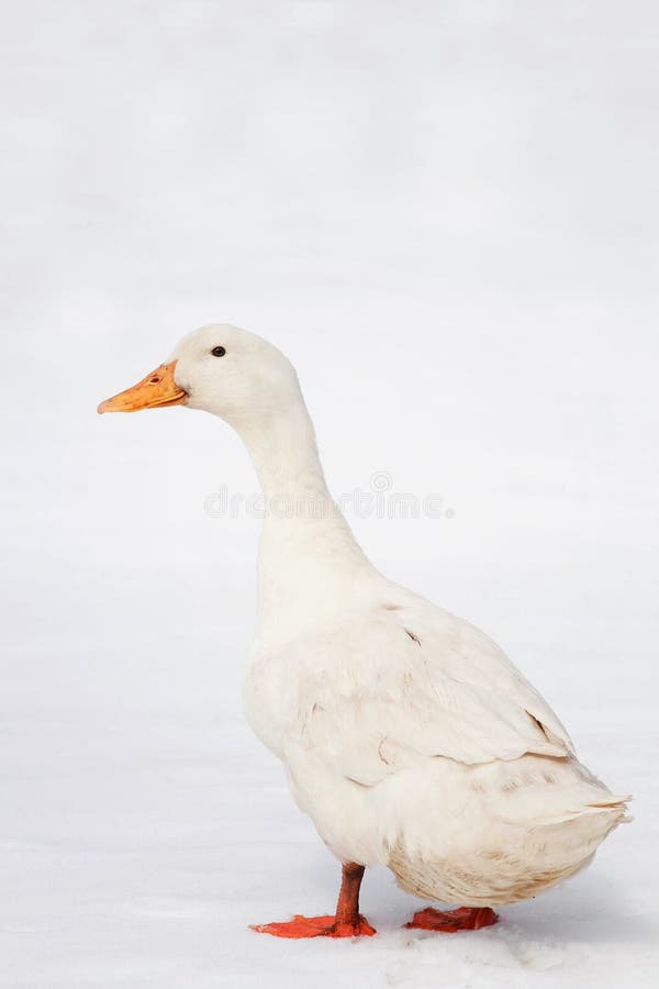 Witte Eend Op De Witte Sneeuw Stock Foto - Image of water, geïsoleerd ...