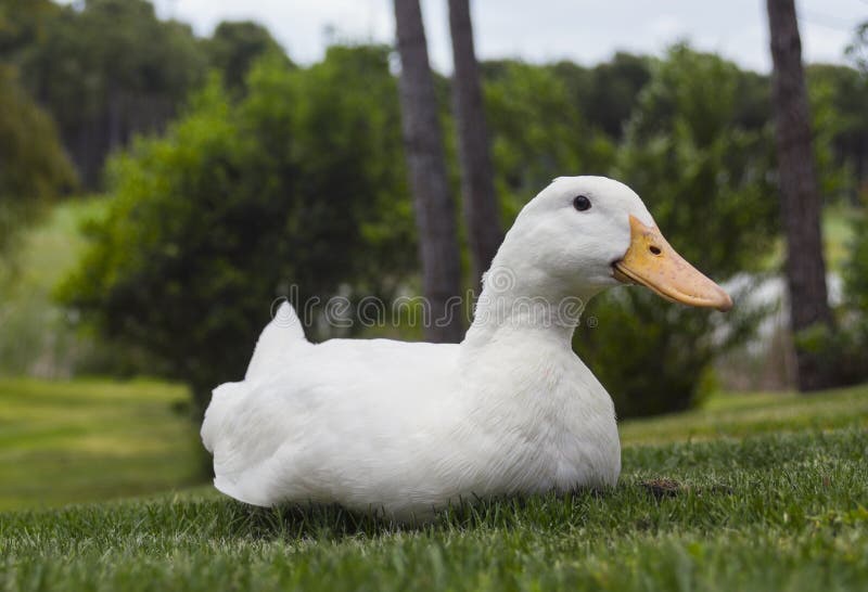 Eend groen hoofd stock foto. Image of groen, dier, landelijk - 65801608