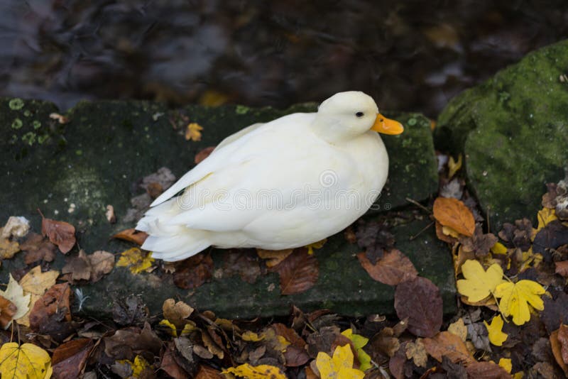Witte Eend Op Rivierkust Met De Herfstbladeren Stock Afbeelding - Image ...