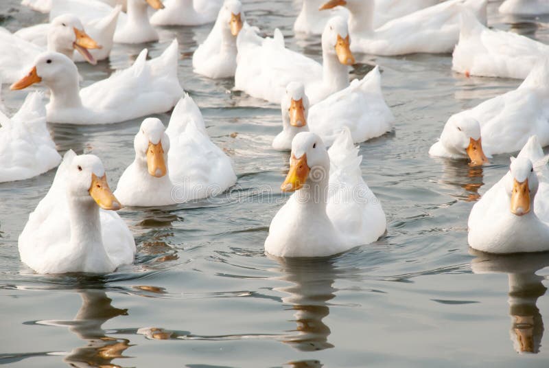 Twee witte eenden stock afbeelding. Image of status, groen - 13245159