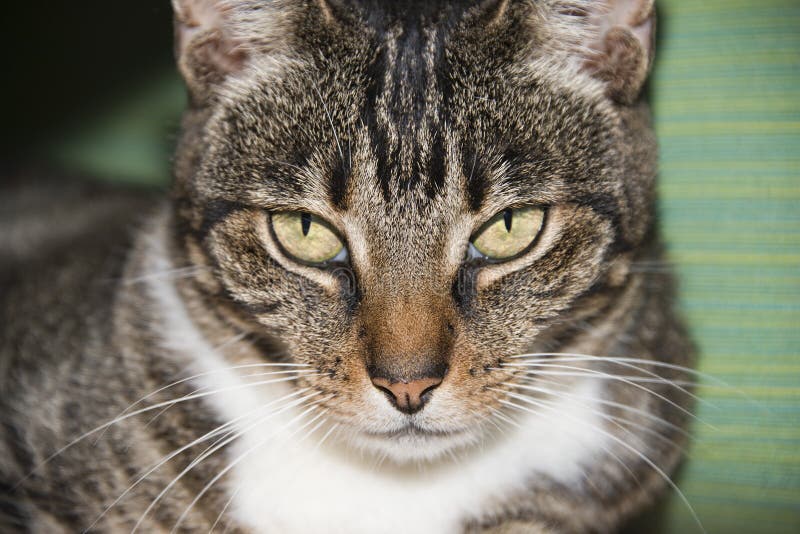 Witte En Bruine Kat Die U Bekijken Groene Ogen Stock Foto - Image of ...