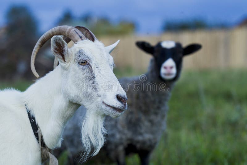 Geit of Schapen Met De Kaart Van De Nieuwjaargroet Stock Afbeelding ...