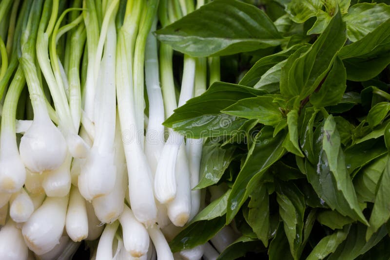 Witte en groene groente stock foto. Image of kool, maaltijd - 40607908