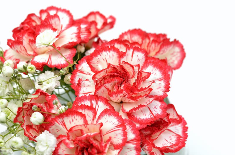 Witte en Rode anjer. stock foto. Image of lente, stam - 28825798