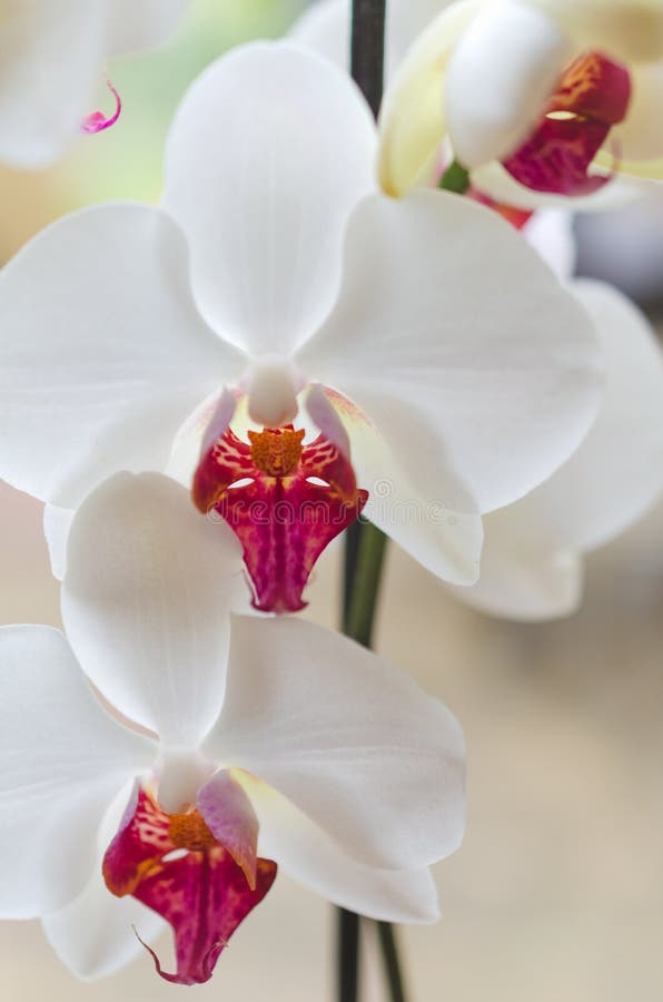 Witte En Rode Orchidee, Phalaenopsis Stock Afbeelding - Image of ...