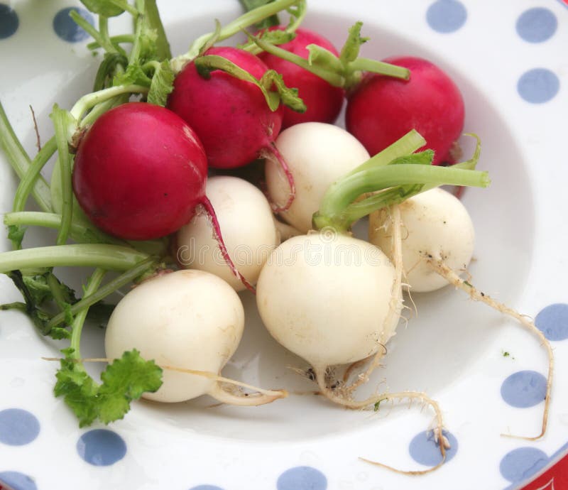 Witte radijs stock afbeelding. Image of voedsel, salade - 11737243