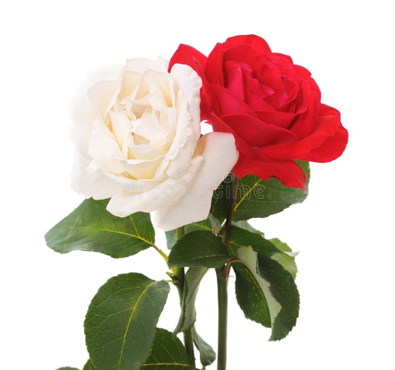 Witte En Rode Rozen Met Rood Hart Stock Foto - Afbeelding bestaande uit ...
