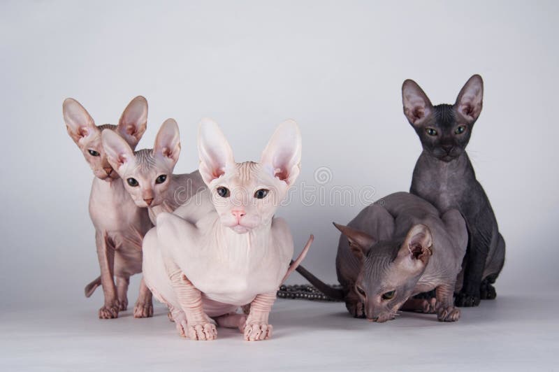 Witte En Zwarte Kale Katten Stock Foto - Image of katje, alleen: 24026364