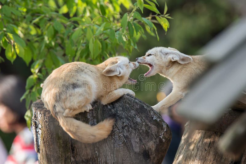 Witte Fennec-vos of Woestijnvos Met Groot Oor Stock Foto - Image of ...
