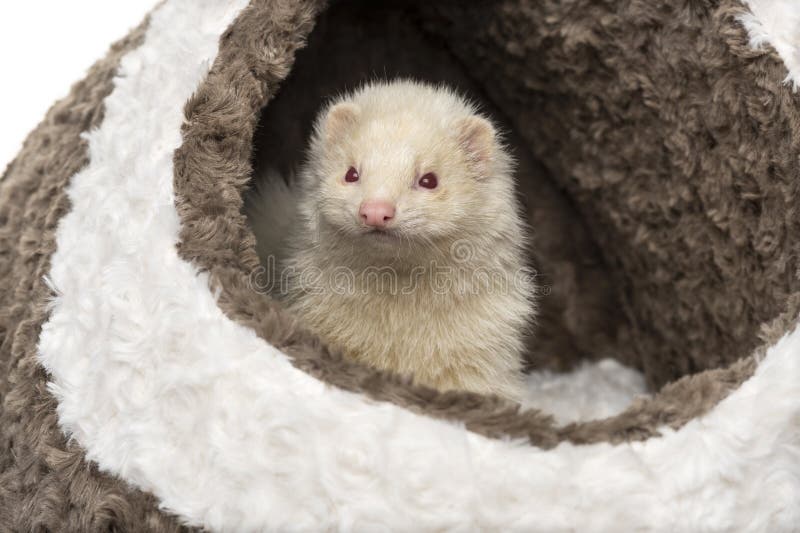 Witte fret in de mand stock afbeelding. Image of gewervelde - 176187059