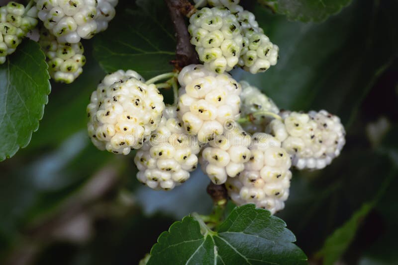 Witte moerbeiboom stock afbeelding. Afbeelding bestaande uit known ...