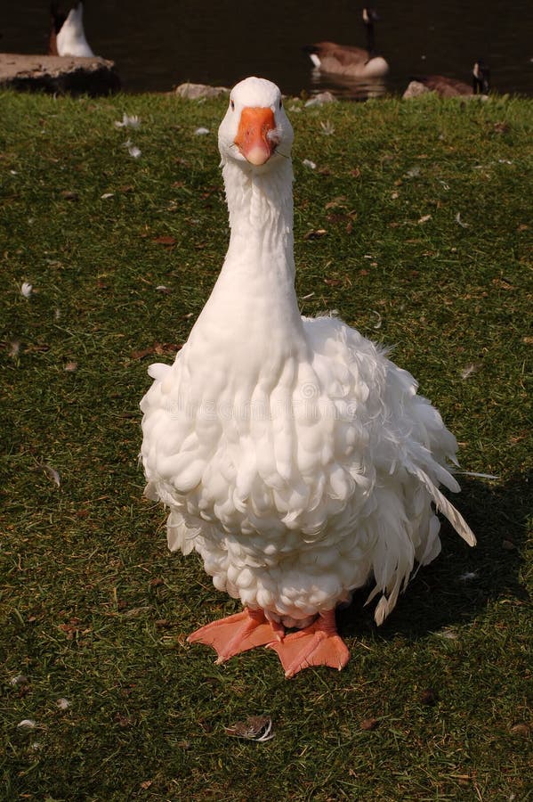 Witte gans stock afbeelding. Image of humeur, pluizig - 12731953