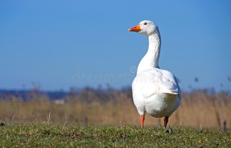 De Witte Gans Met Oranje Bek Op Groen Gras, Sluit Omhoog, Openlucht ...