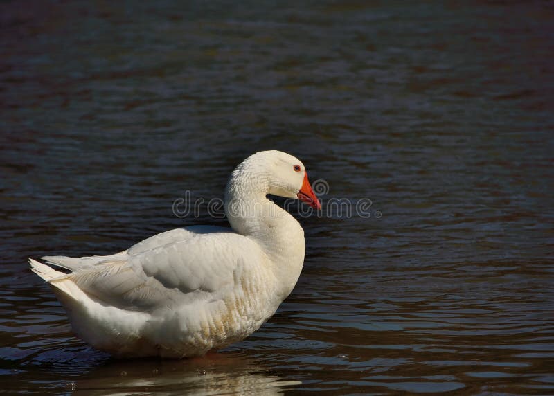 Witte Gans stock foto. Image of wild, dier, geboorte - 24446696