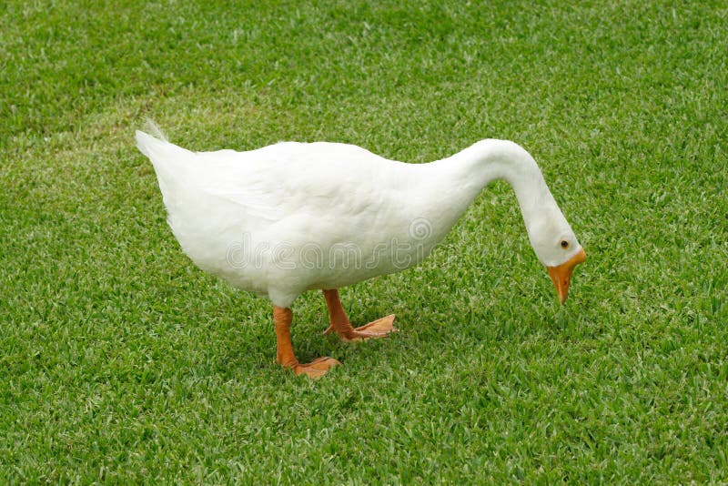 De witte gans op de wieg stock foto. Image of sluit - 208319806